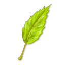 Simple Leaf PNG Transparent Background, Free Download #7076 - FreeIconsPNG