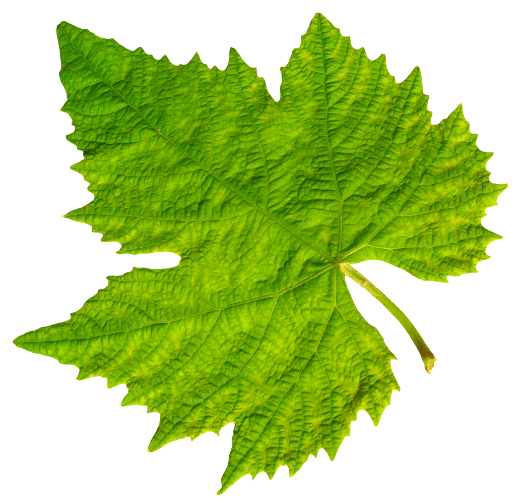Leaf Png - Freeiconspng