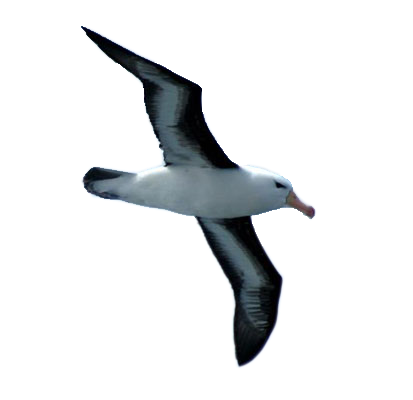 Albatross PNG, Albatross Transparent Background - FreeIconsPNG