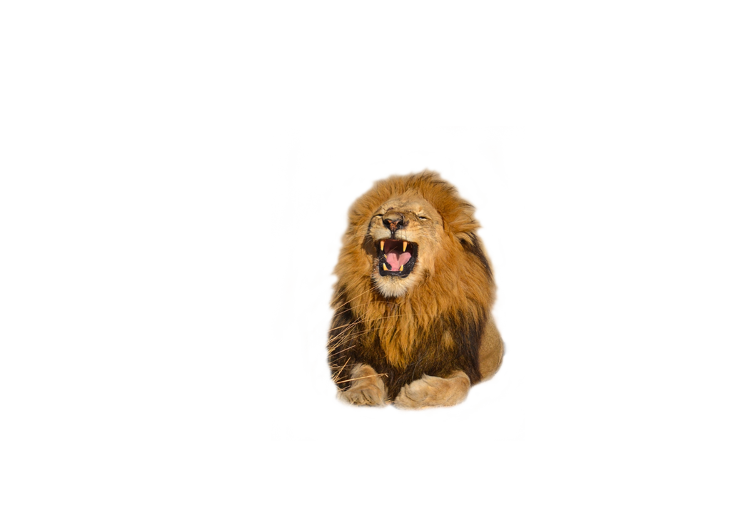 Lion PNG, Lion Transparent Background - FreeIconsPNG Lion PNG, Lion Transparent Background - FreeIconsPNG