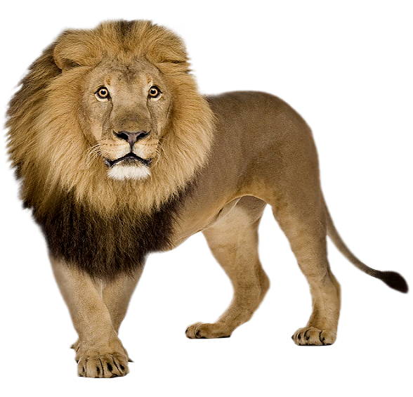 Format Images Of Lion PNG Transparent Background, Free Download #42296 ...