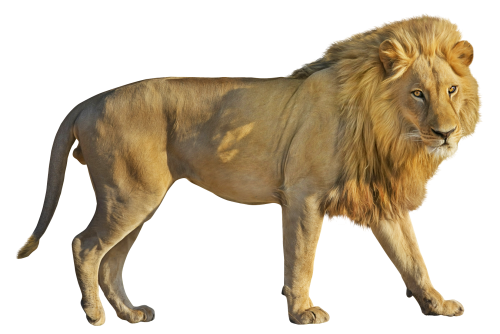 Lion Image PNG Transparent Background, Free Download #42282 - FreeIconsPNG
