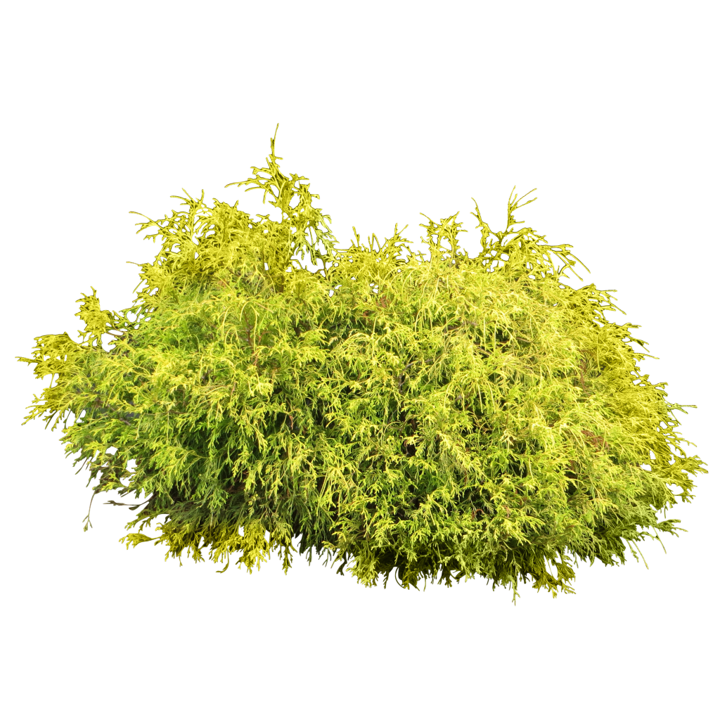 Lumpy Juniper Bush PNG Transparent Background, Free Download #42039 ...