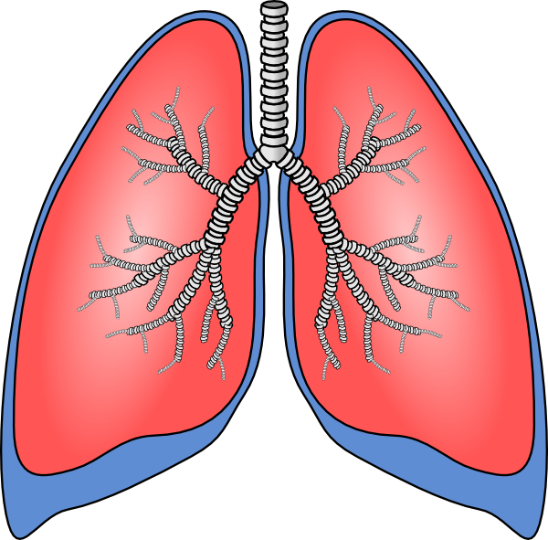 Lung Health PNG Transparent Background, Free Download #25400 - FreeIconsPNG