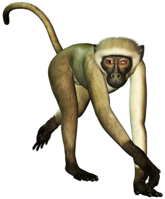 Monkey PNG, Monkey Transparent Background - FreeIconsPNG