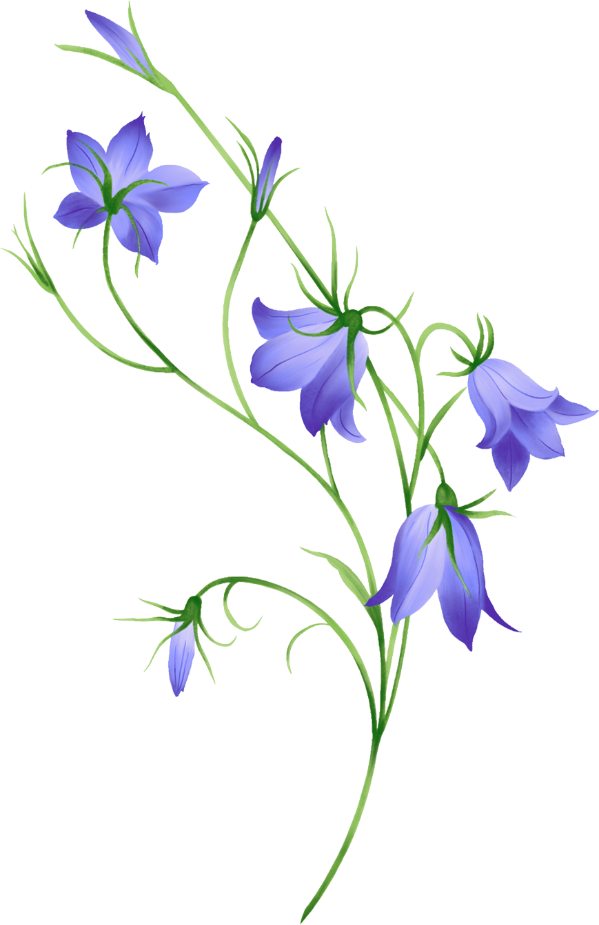 Bellflower PNG, Bellflower Transparent Background - FreeIconsPNG
