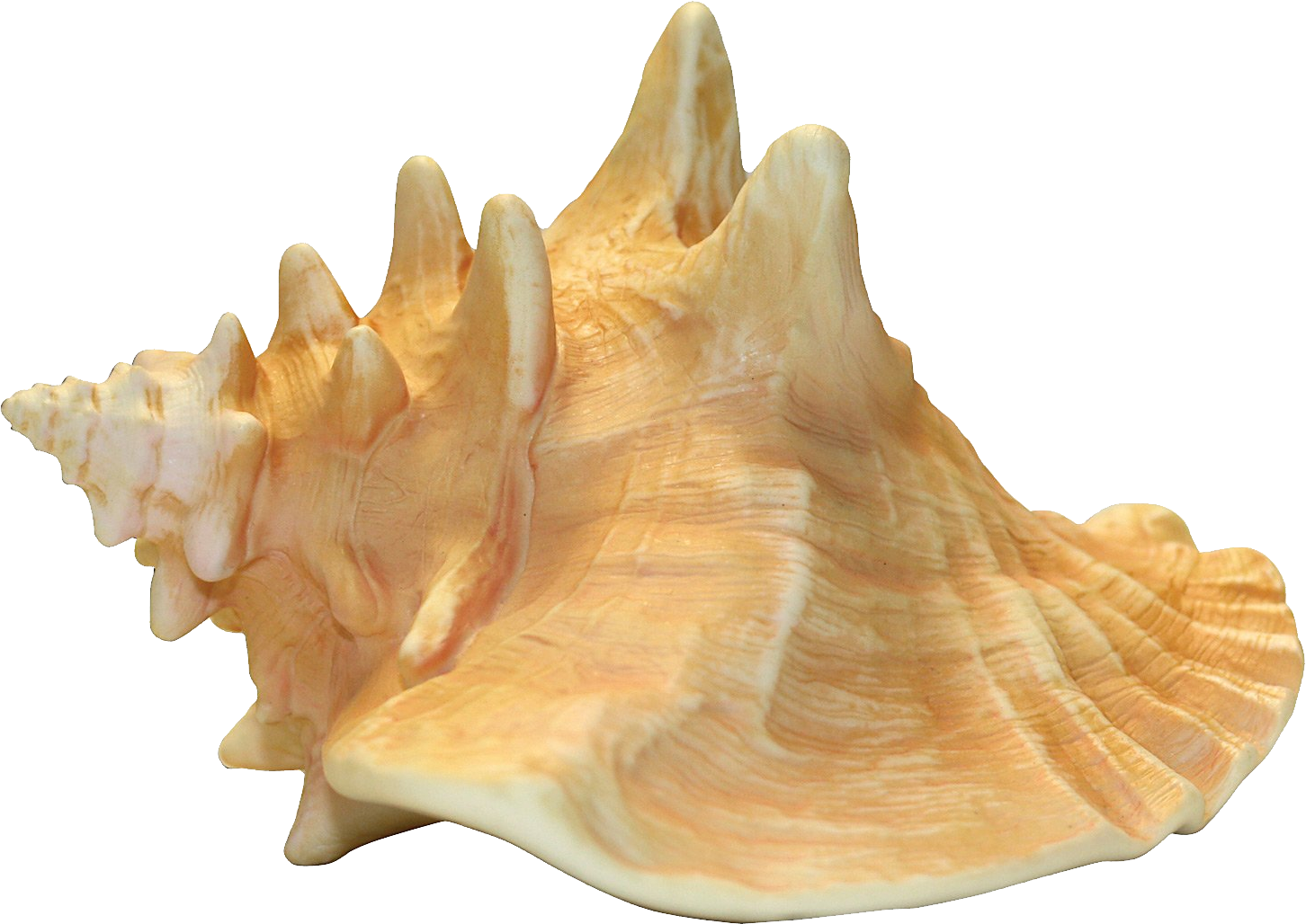Mountain Shaped Flesh Colored Conch Image PNG Transparent Background ...