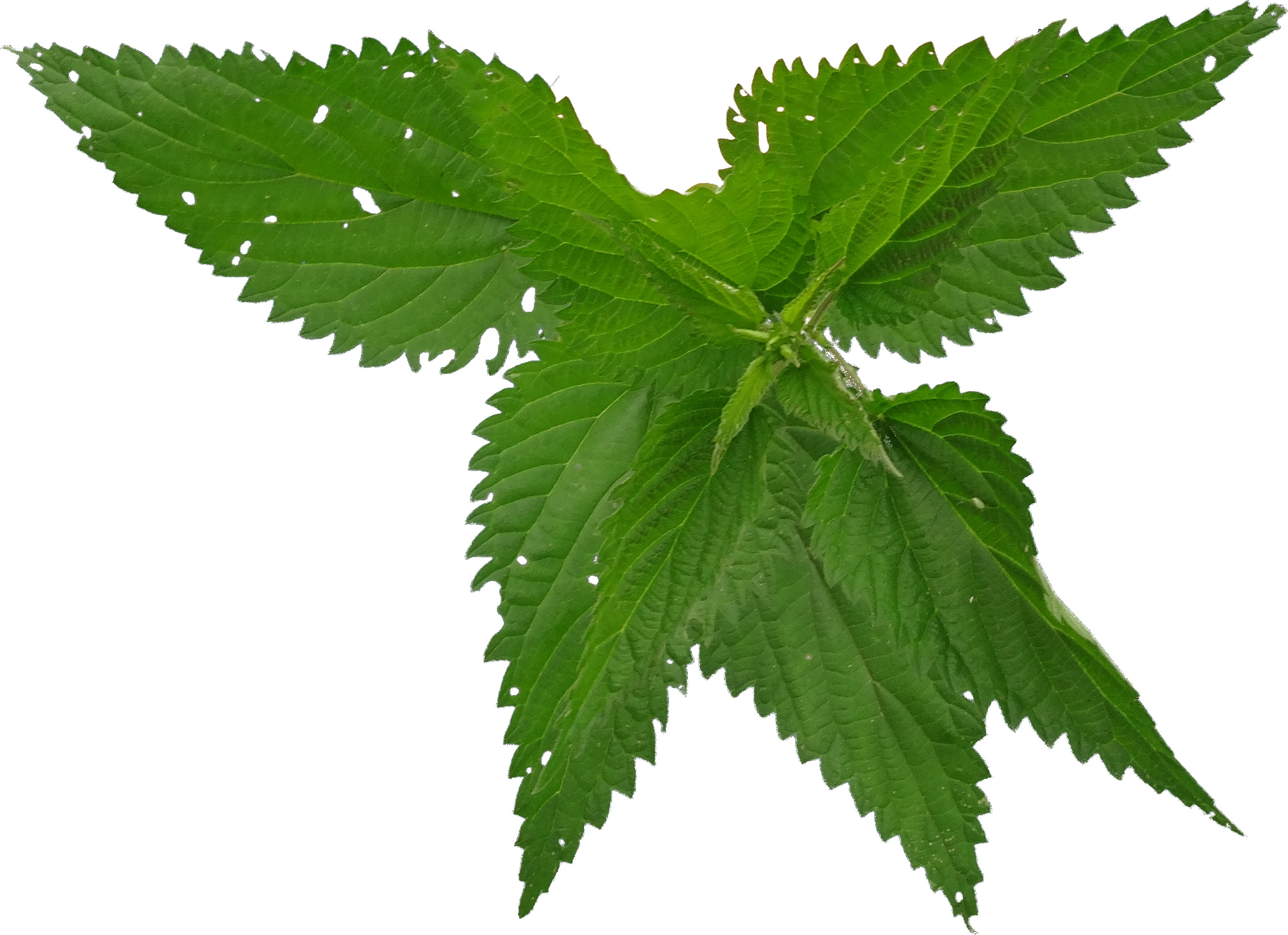 Natural Green Nettle Picture PNG Transparent Background, Free Download ...