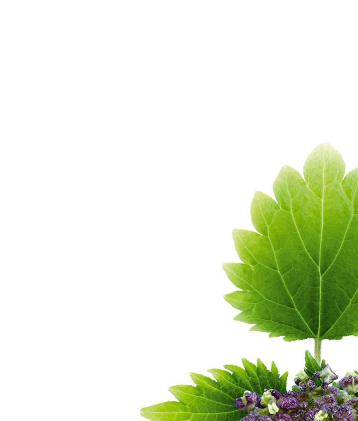 Nettle Photo Symbol Image PNG Transparent Background, Free Download ...