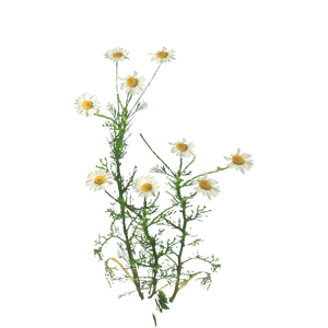 New York Aster Aster Wildflower Chamomile Alchemy PNG Transparent ...