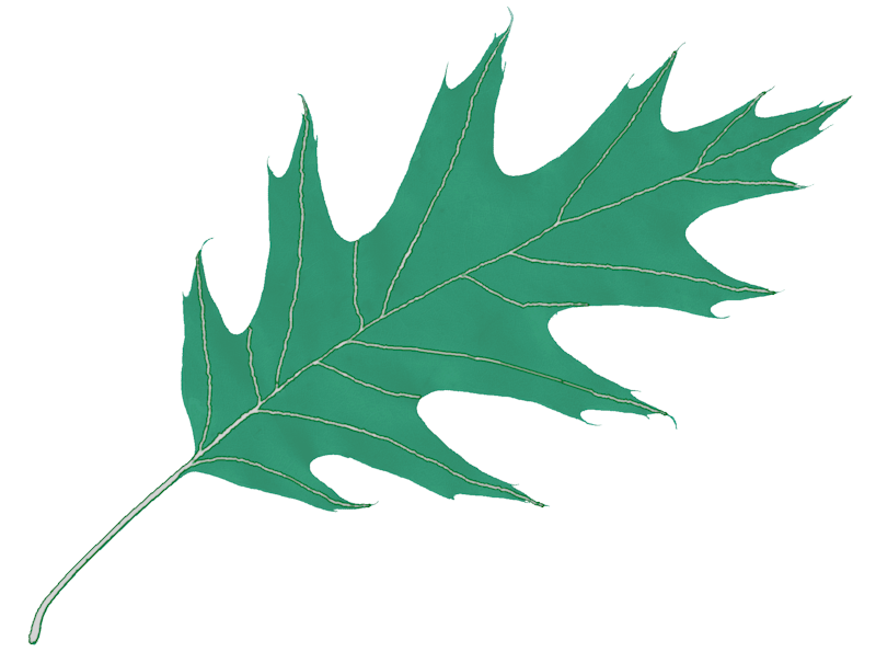 Oak Tree Icon, Transparent Oak Tree.PNG Images & Vector - FreeIconsPNG