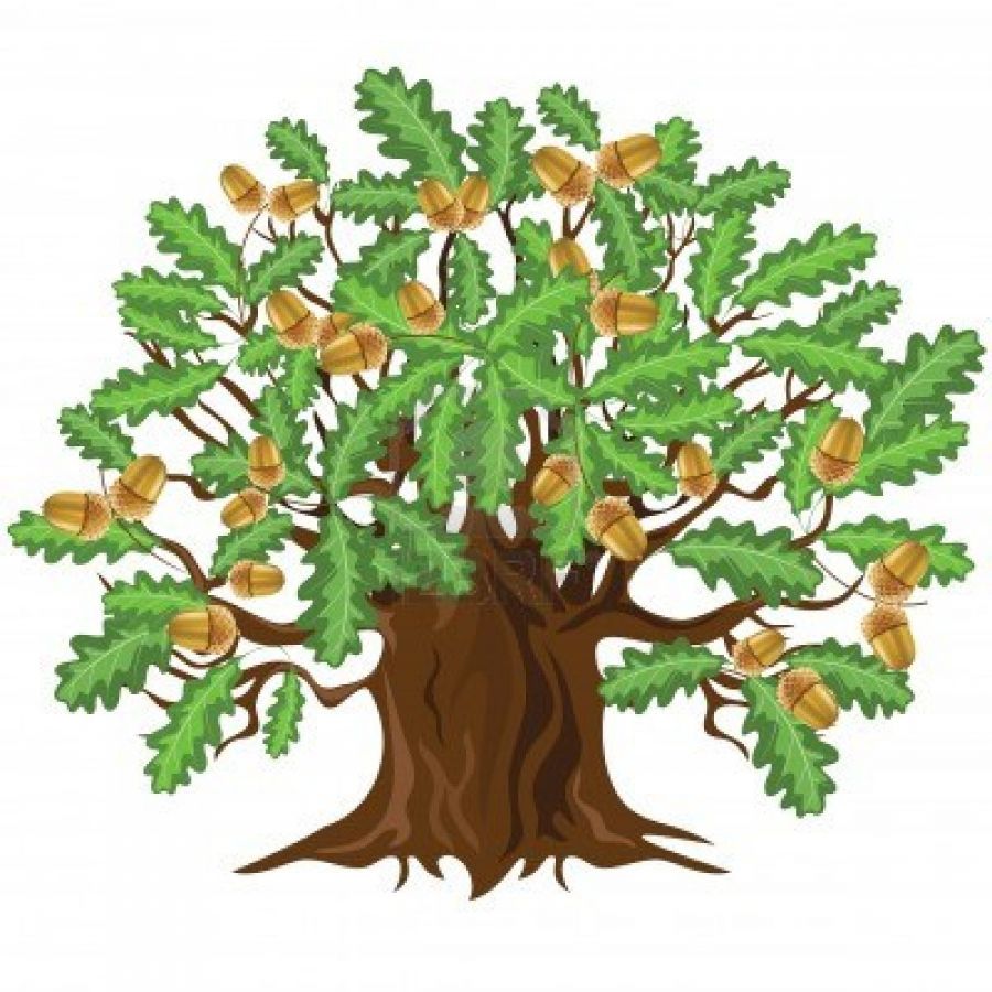 Oak Tree Icon, Transparent Oak Tree.PNG Images & Vector - FreeIconsPNG