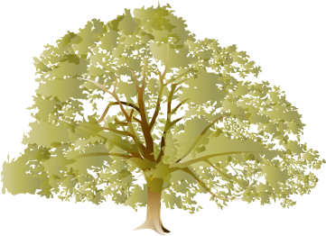 Oak Tree Icon, Transparent Oak Tree.PNG Images & Vector - FreeIconsPNG