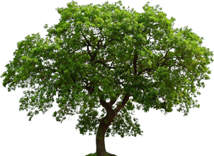 Oak Tree .ico PNG Transparent Background, Free Download #16501 ...