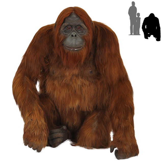Orangutan PNG, Orangutan Transparent Background - FreeIconsPNG