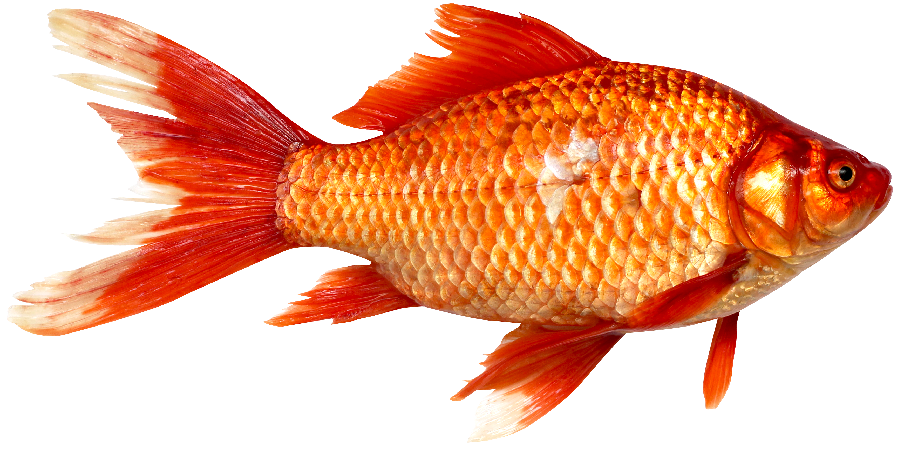 Orange Fish Image PNG Transparent Background Free Download 41459 FreeIconsPNG