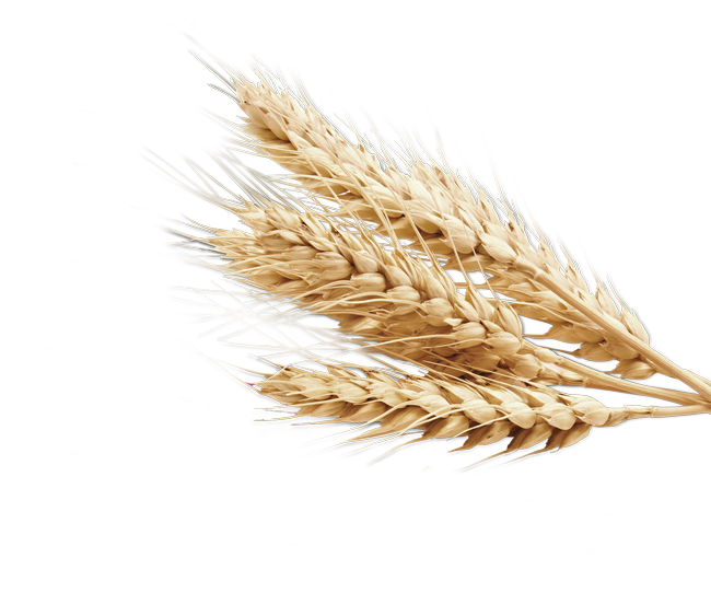 Nature Pale Wheat PNG Transparent Background, Free Download #47593 ...