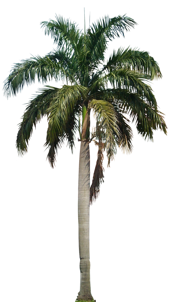 Palm Coconut Tree Designs PNG Transparent Background, Free Download ...