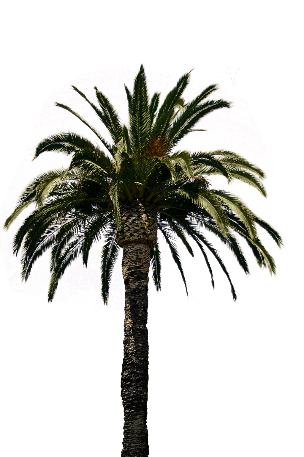Palm Tree PNG, Palm Tree Transparent Background - FreeIconsPNG