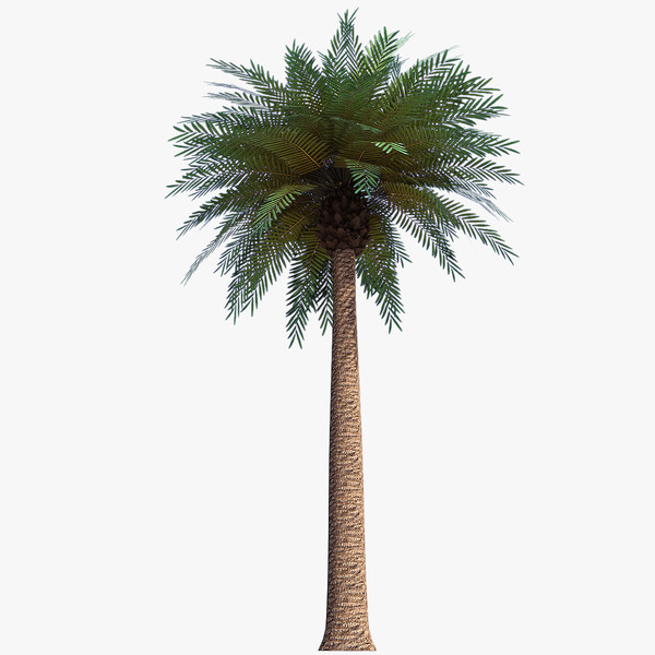 Hd Palm Tree Image In Our System PNG Transparent Background, Free ...