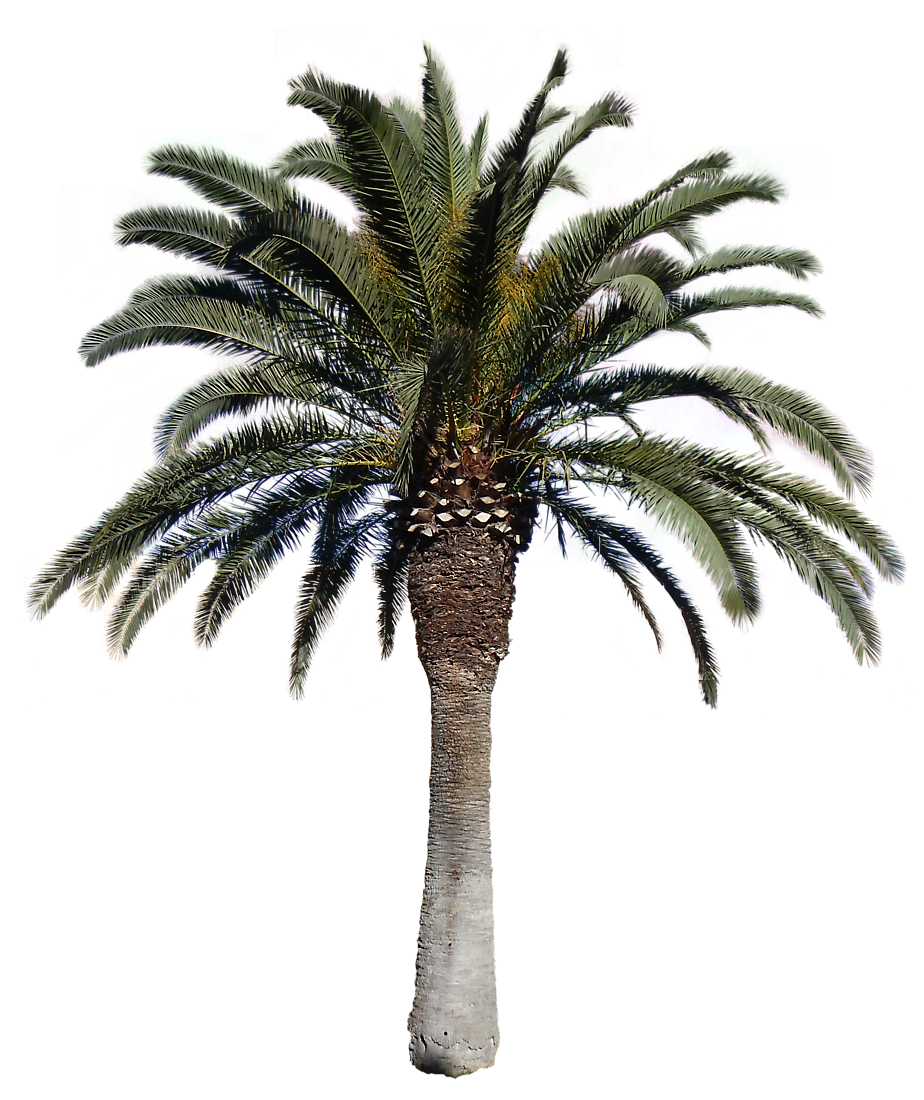Palm Tree PNG, Palm Tree Transparent Background - FreeIconsPNG