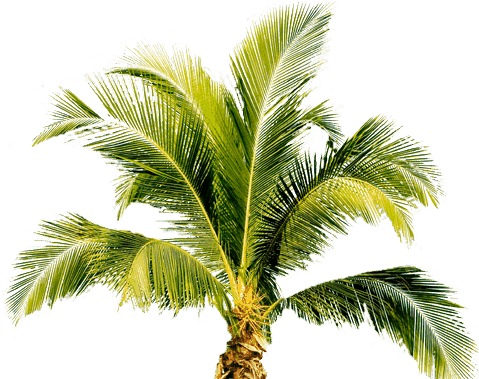 Vectors Download Palm Tree Icon Free PNG Transparent Background, Free ...