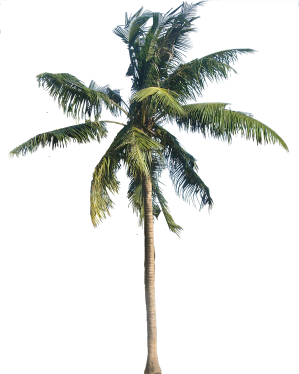 Palm Tree PNG, Palm Tree Transparent Background - FreeIconsPNG