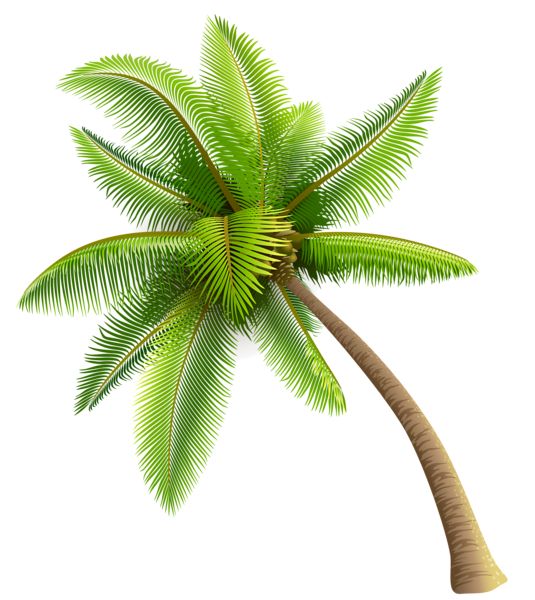 Palm Tree Pic PNG Transparent Background, Free Download #31880 ...