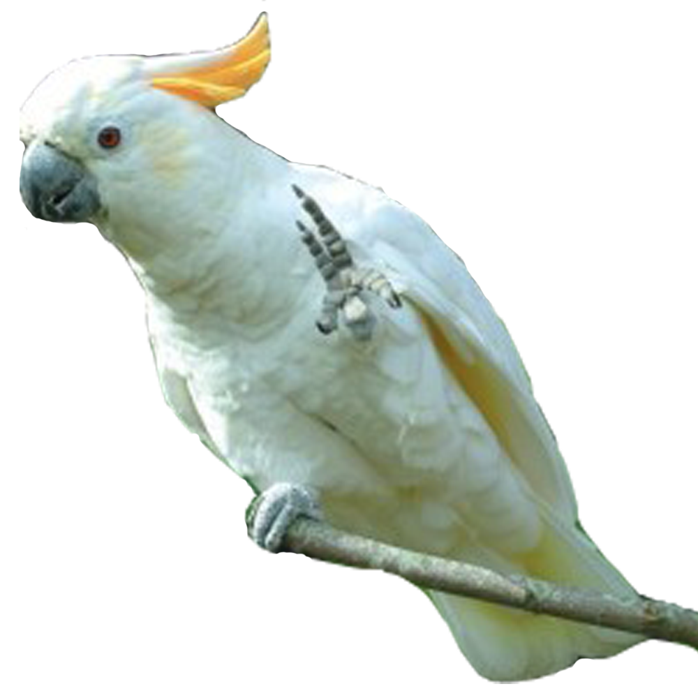 Parrot Photo PNG Transparent Background, Free Download #22817 ...