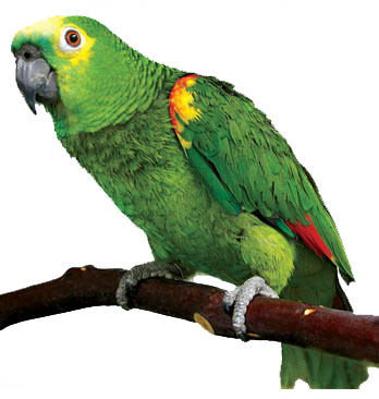Parrot PNG, Parrot Transparent Background - FreeIconsPNG