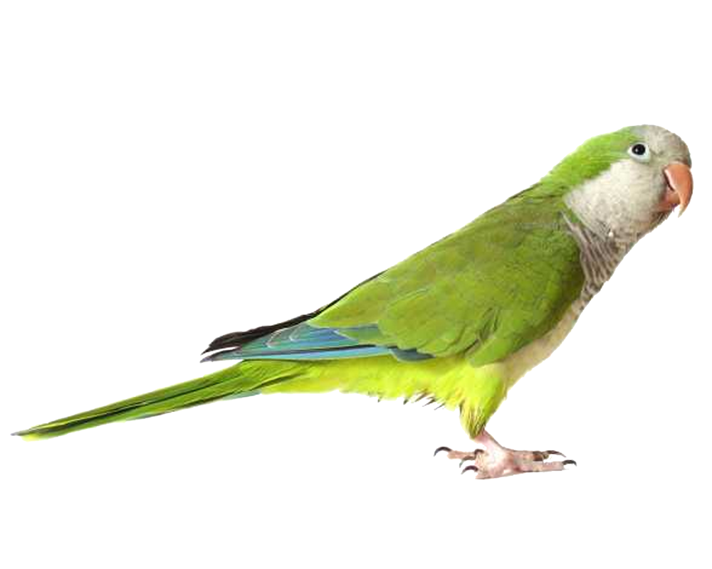 Download Icon Parrot Vectors Free PNG Transparent Background, Free ...