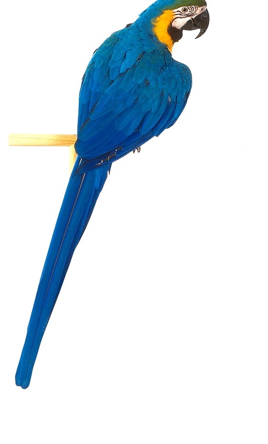 Parrot PNG, Parrot Transparent Background - FreeIconsPNG