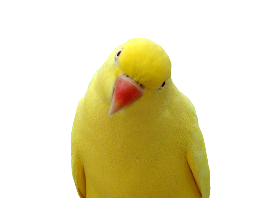 Parrot File PNG Transparent Background, Free Download #22835 - FreeIconsPNG