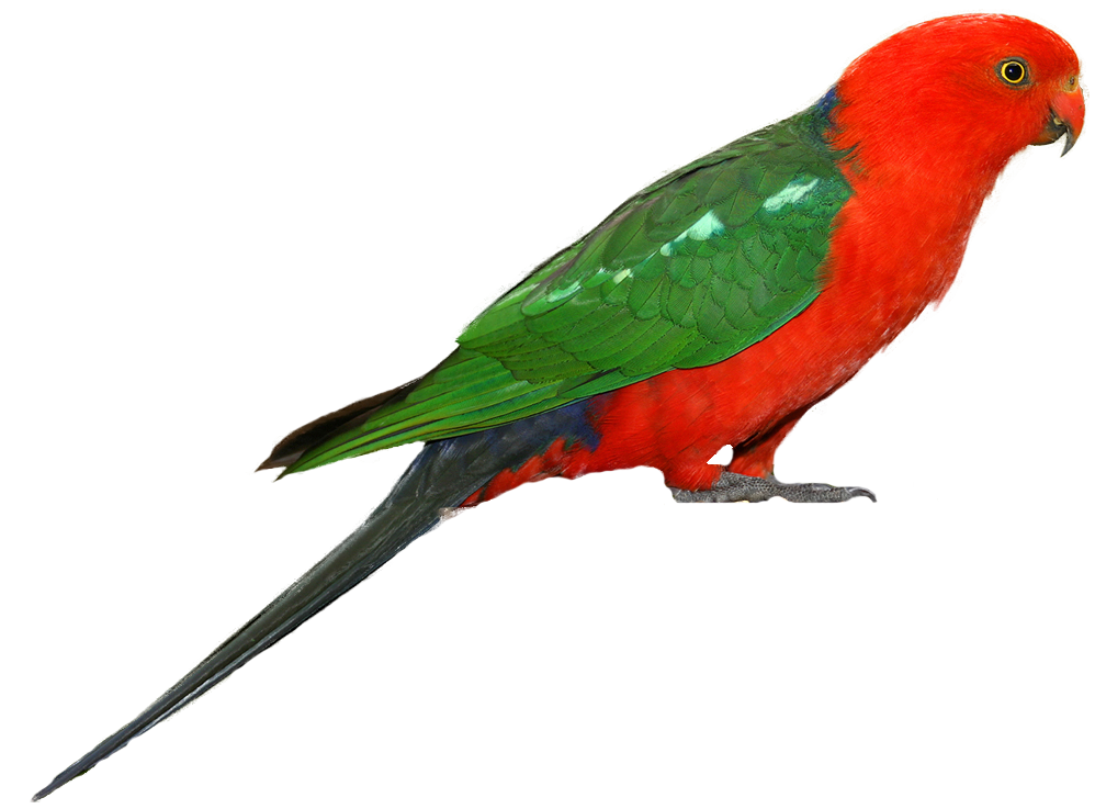 Art Clip Parrot PNG Transparent Background, Free Download #22836 ...