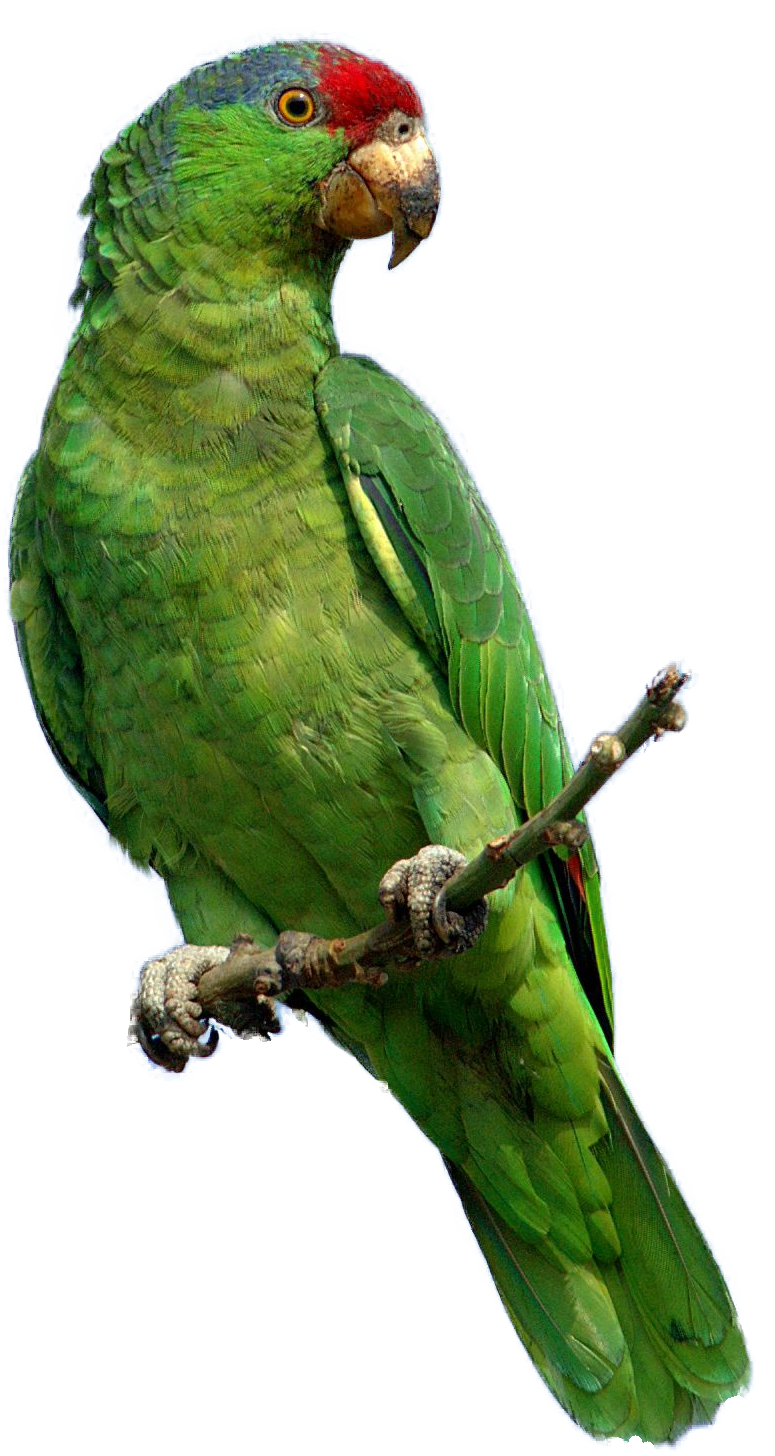 Parrot Photo PNG Transparent Background, Free Download #22812 ...