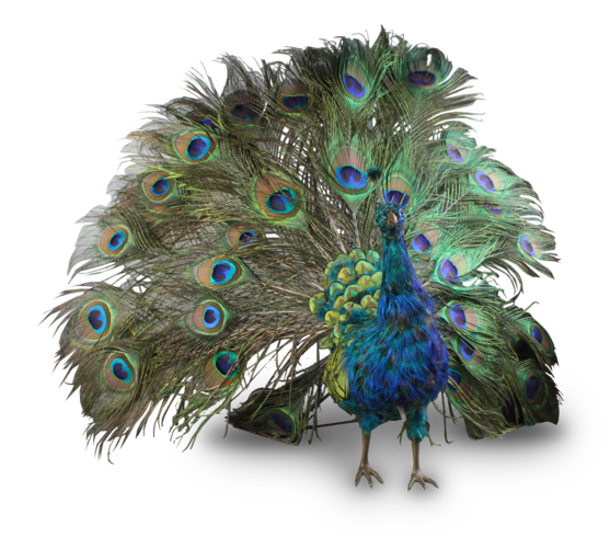 Peacock Art Clip PNG Transparent Background, Free Download #22900 ...