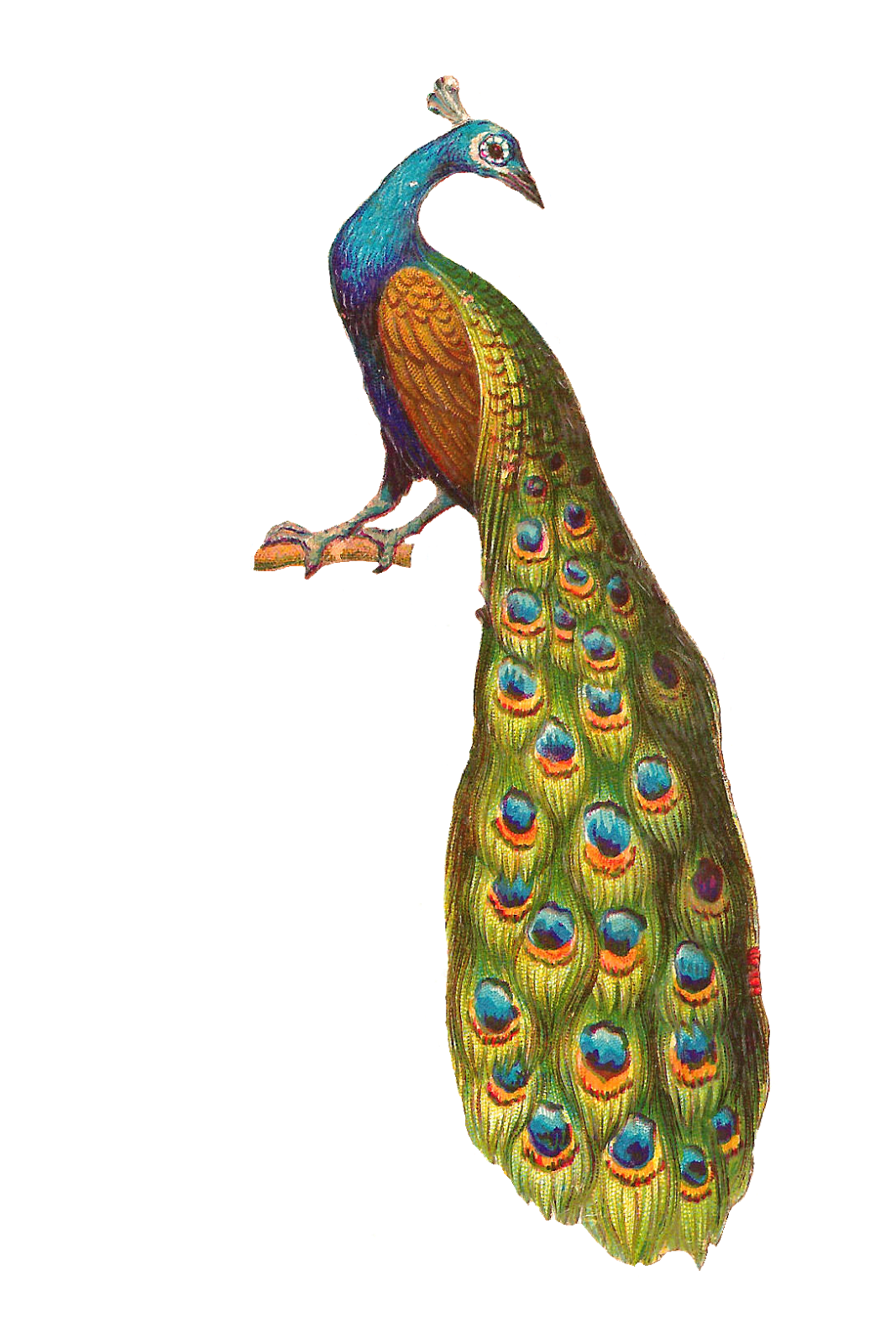 Peacock PNG, Peacock Transparent Background - FreeIconsPNG