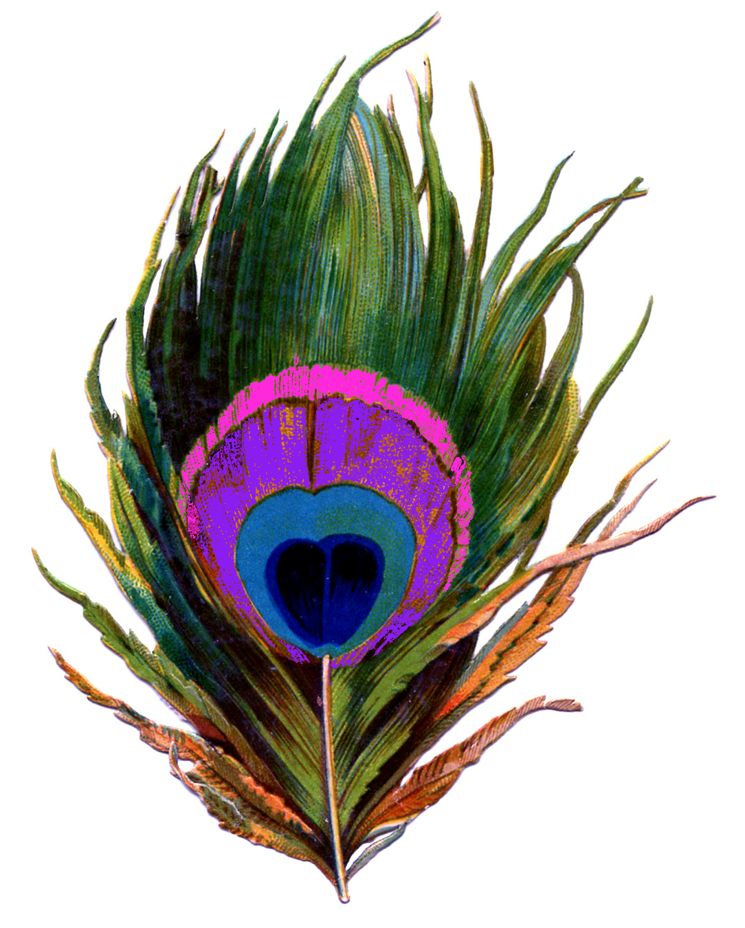 Peacock Image PNG Transparent Background, Free Download #22909 ...