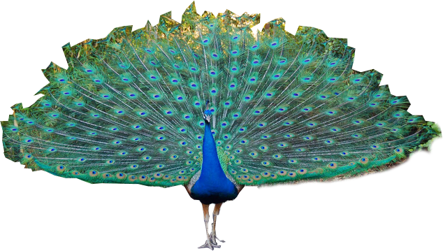 Icon Peacock Download PNG Transparent Background, Free Download #22883 ...