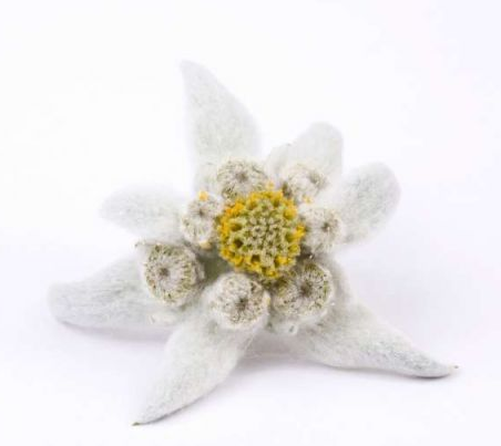 Picture Fluffy White Edelweiss Yellow PNG Transparent Background, Free ...
