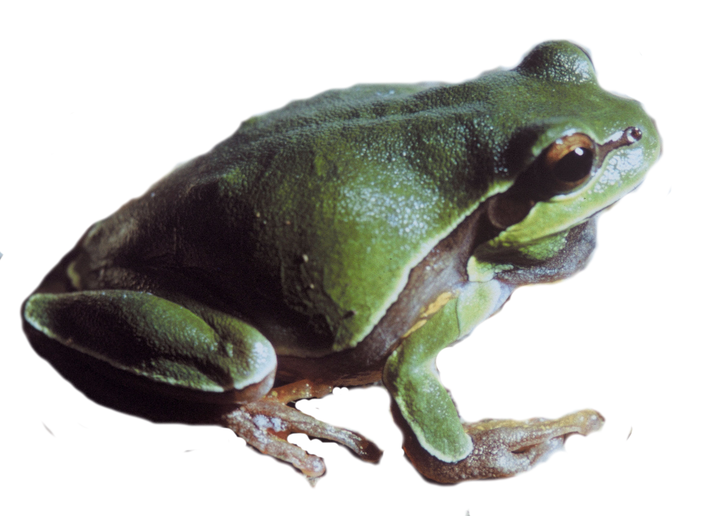 Pine Barrens Tree Frog Image PNG Transparent Background, Free Download ...