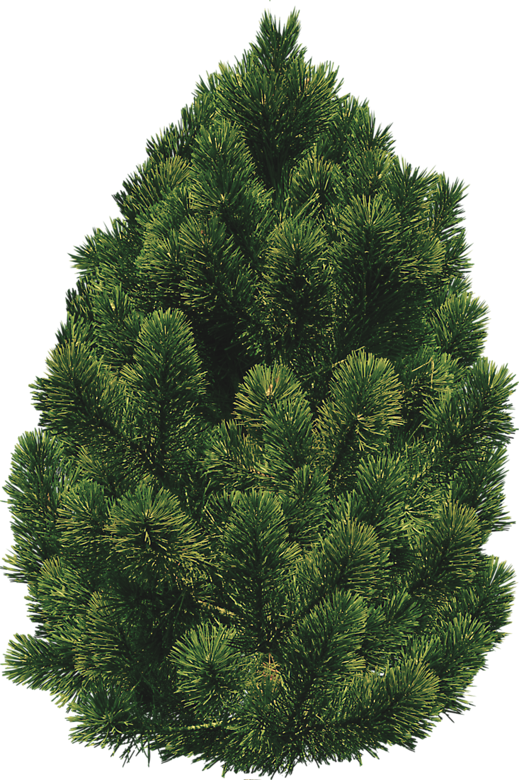 Pine Bush Trees PNG Transparent Background, Free Download #2829 ...