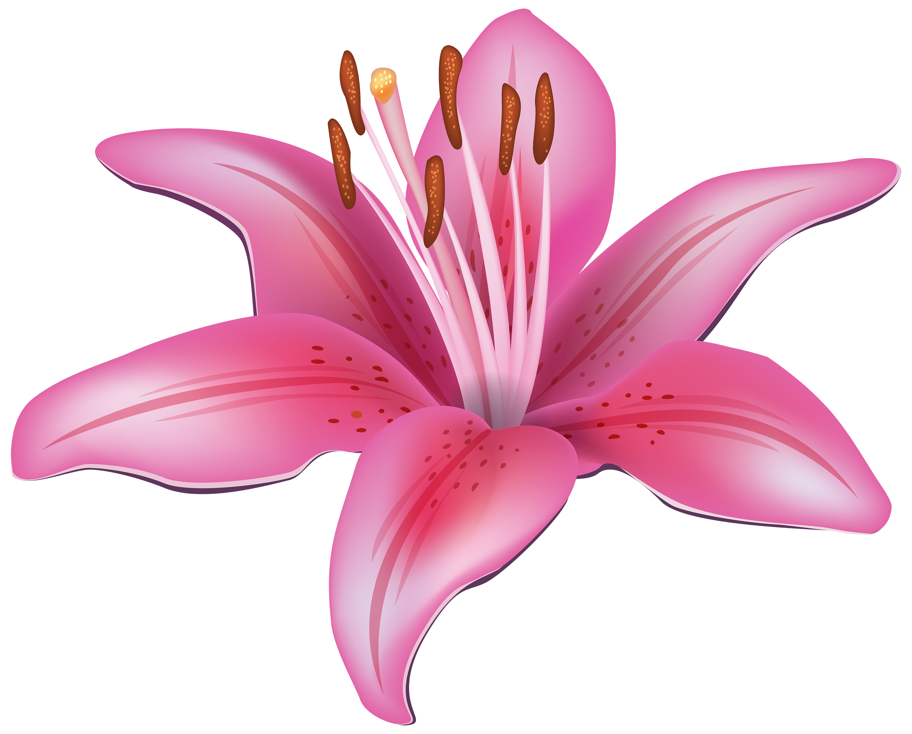 White Lily Flower Png Clipart Image Best Web Clipart - vrogue.co White Lily Flower Png Clipart Image Best Web Clipart - vrogue.co