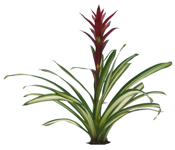 Plants PNG Transparent Background, Free Download #44913 - FreeIconsPNG