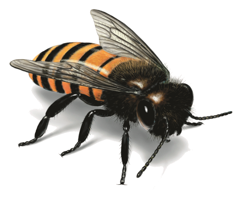 Format Images Of Bee PNG Transparent Background, Free Download #45410 - FreeIconsPNG