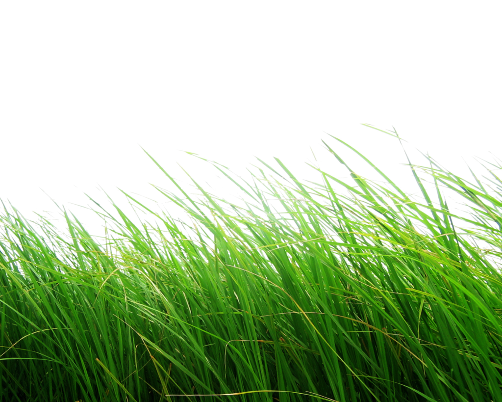 Grass PNG, Grass Transparent Background - FreeIconsPNG