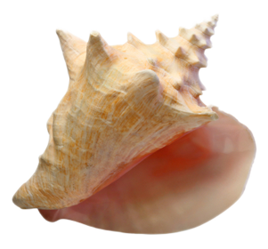 Pointed Natural Conch Images PNG Transparent Background, Free Download ...