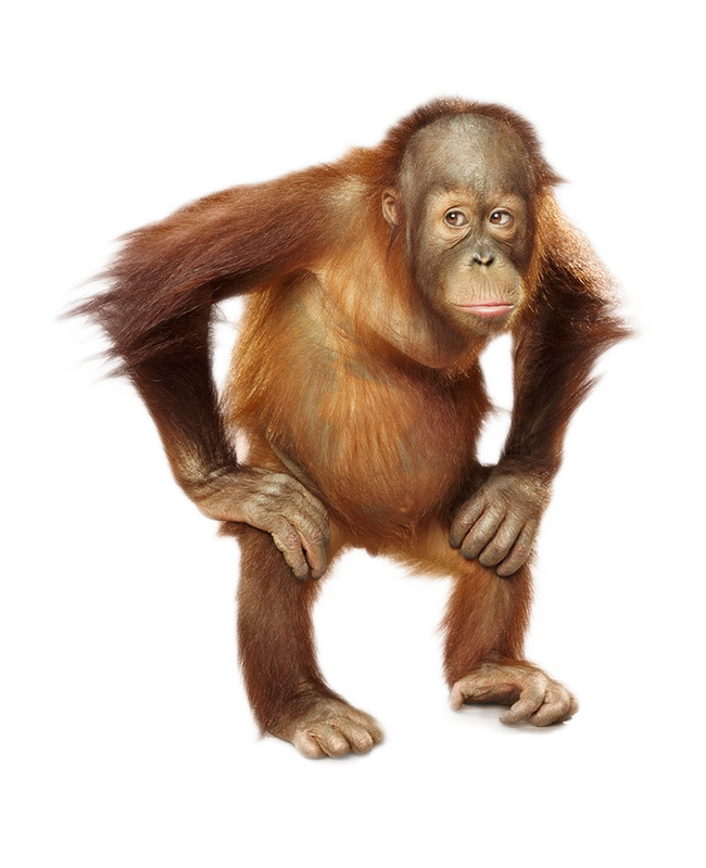 Puppies Hairless Orangutan Photos PNG Transparent Background, Free ...