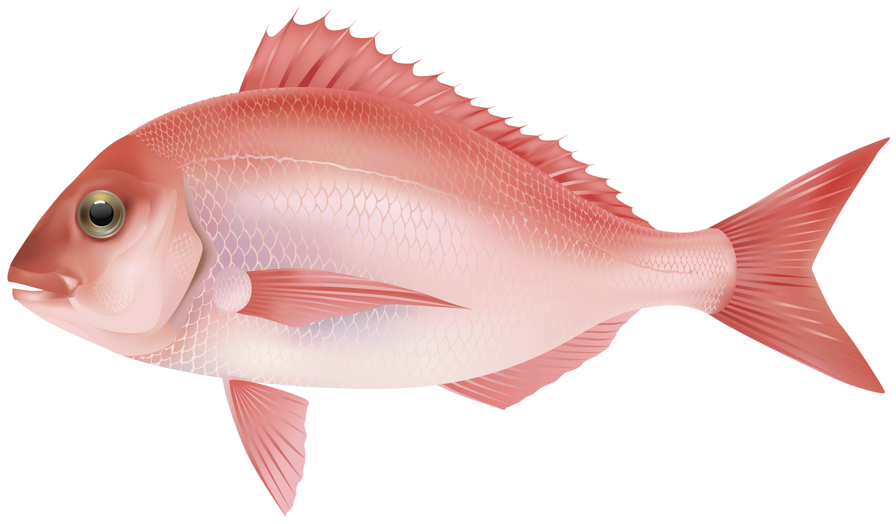 Purple Fish PNG Transparent Background, Free Download #41467 - FreeIconsPNG