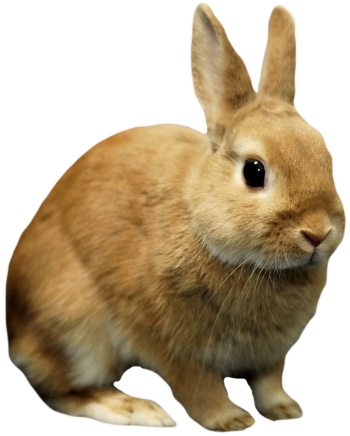 Download Images Free Rabbit PNG Transparent Background, Free Download ...